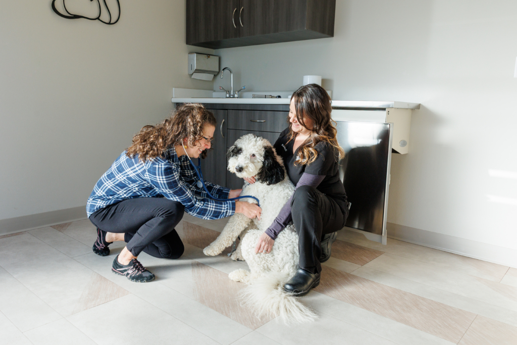 Comprehensive Pet Exams in Bend, OR | Pawtown Veterinary Care
